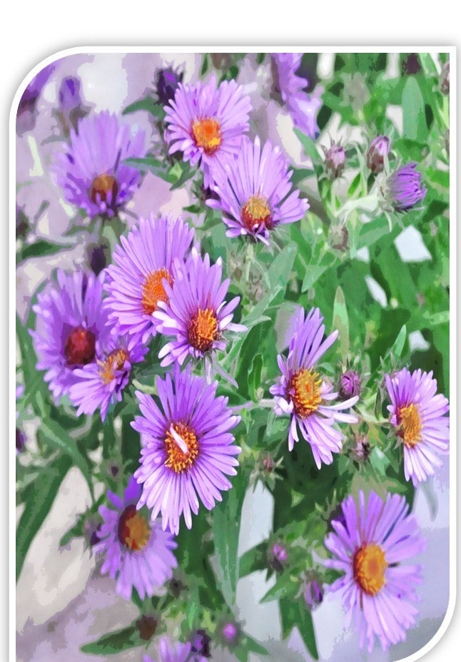 Pollinator Powerhouse | Michiganense Natives