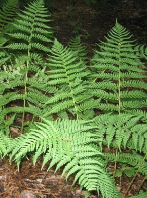Marginal Wood Fern | Michiganense Natives