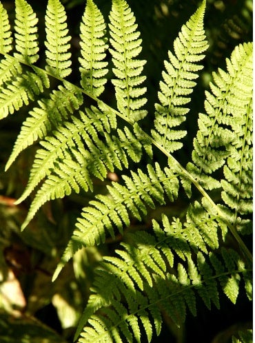 lady fern us