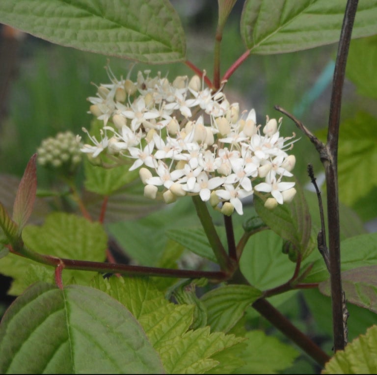 dogwood middlesbrough