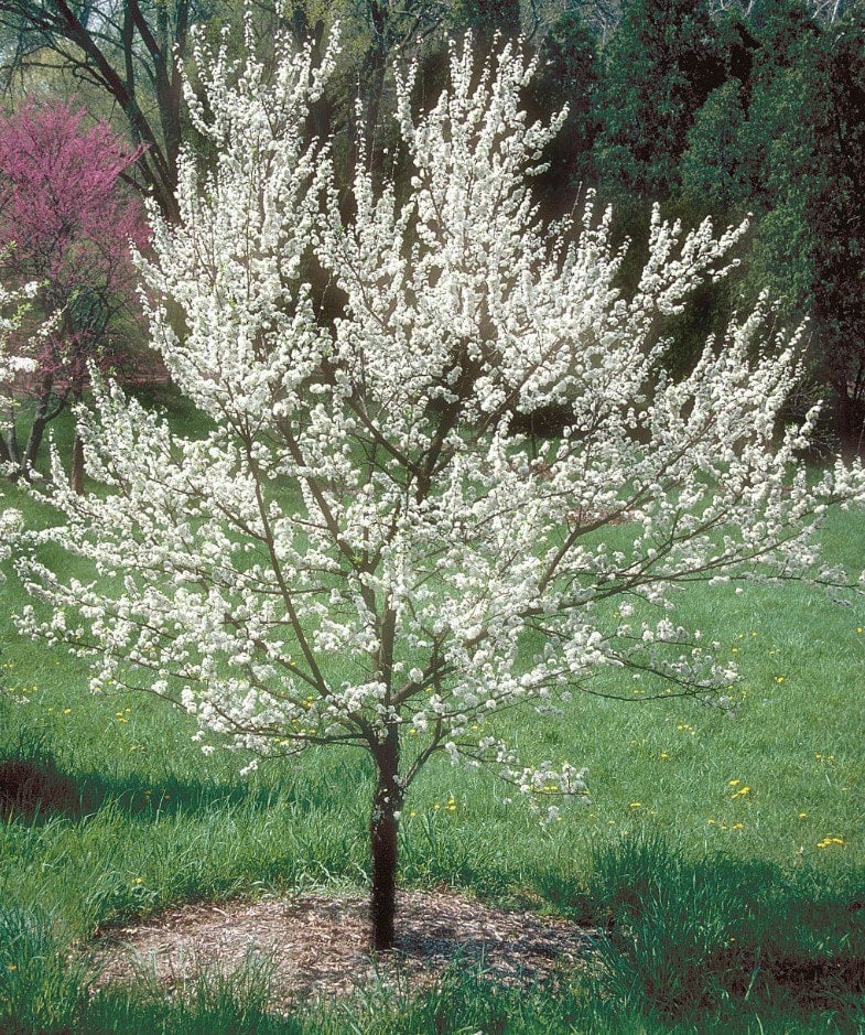 American Plum | Michiganense Natives