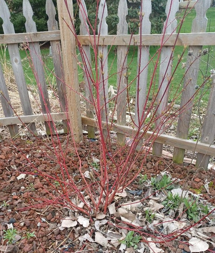 Red Osier Dogwood | Michiganense Natives
