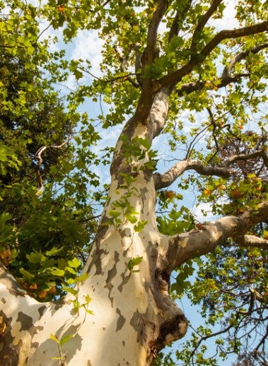 American Sycamore | Michiganense Natives