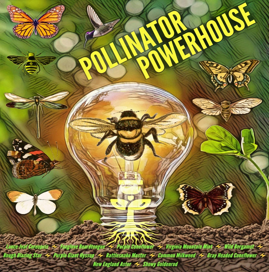 Pollinator Powerhouse | Michiganense Natives