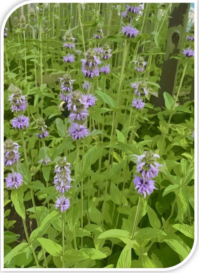 Downy Wood Mint | Michiganense Natives