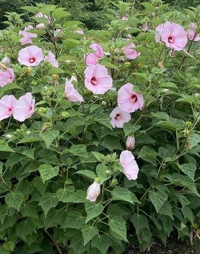 Swamp Rose Mallow | Michiganense Natives