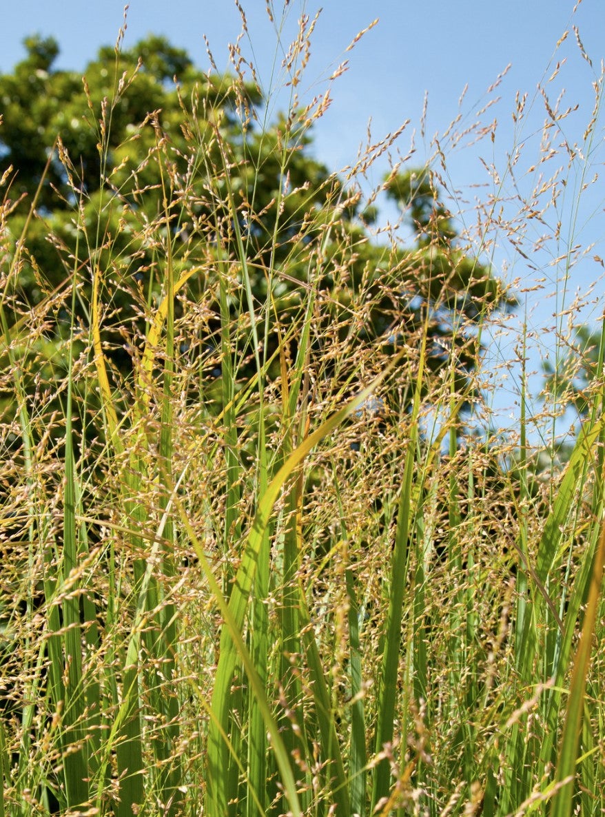 Switchgrass | Michiganense Natives