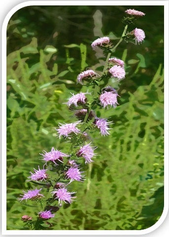 Pollinator Powerhouse | Michiganense Natives