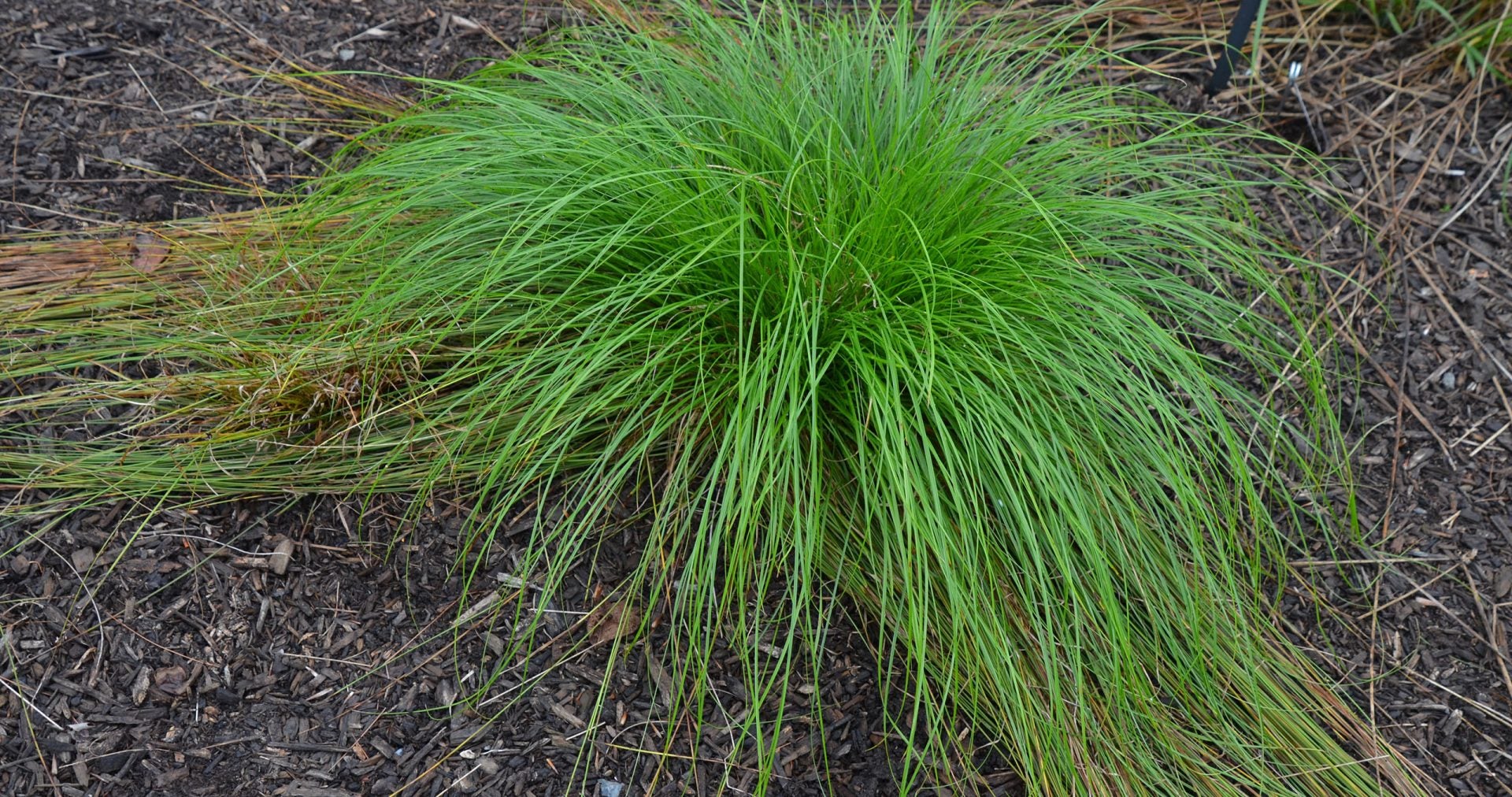 Curly Wood Sedge | Michiganense Natives