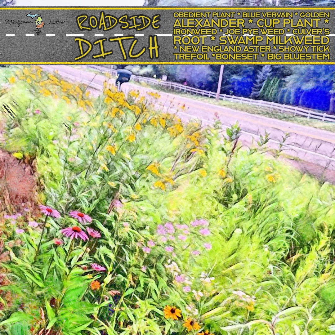 Roadside Ditch | Michiganense Natives