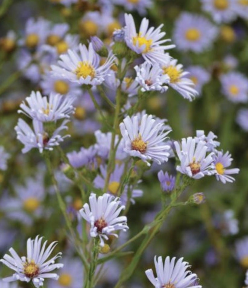 Sky Blue Aster | Michiganense Natives