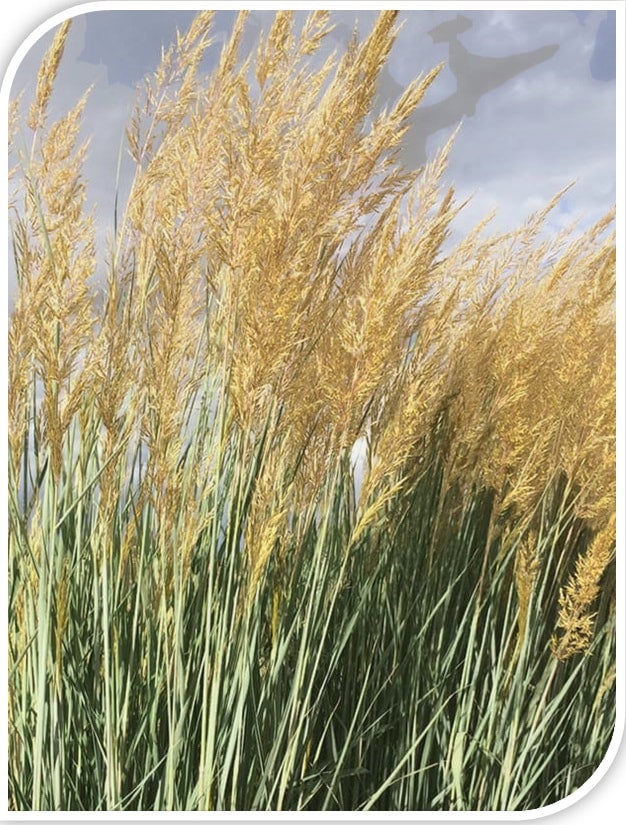 Indiangrass Seeds | Michiganense Natives