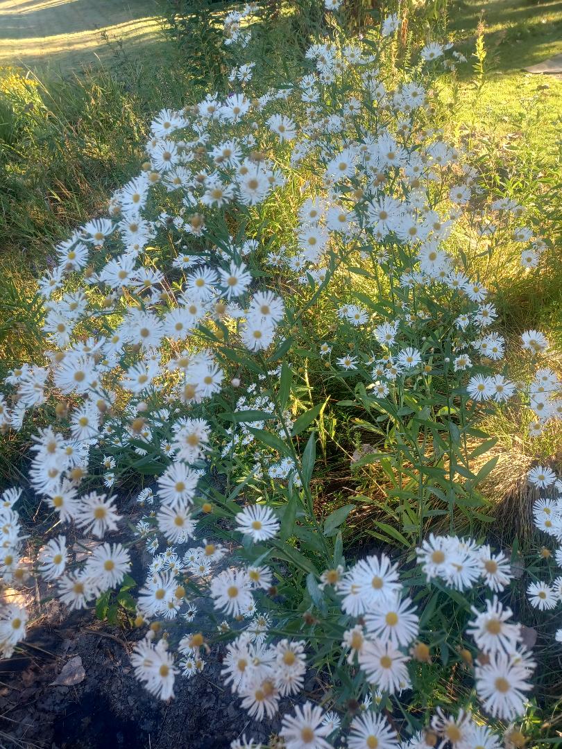 False Aster | Michiganense Natives