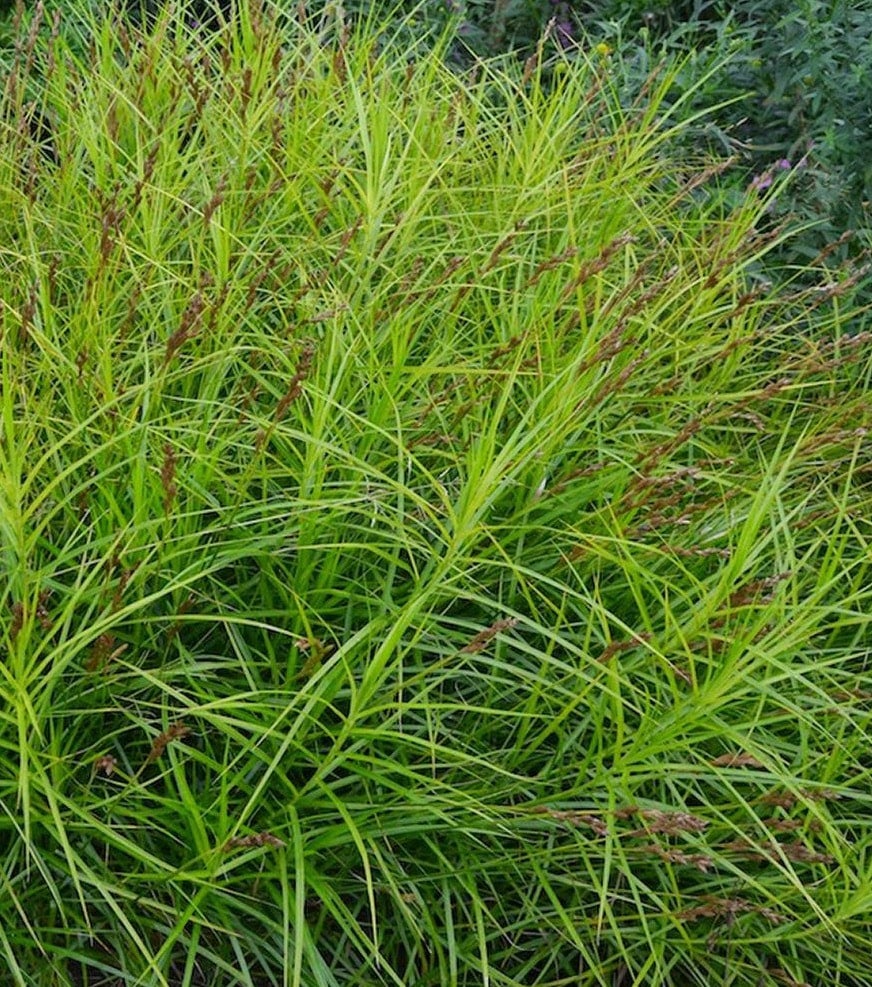 Palm Sedge Plug | Michiganense Natives