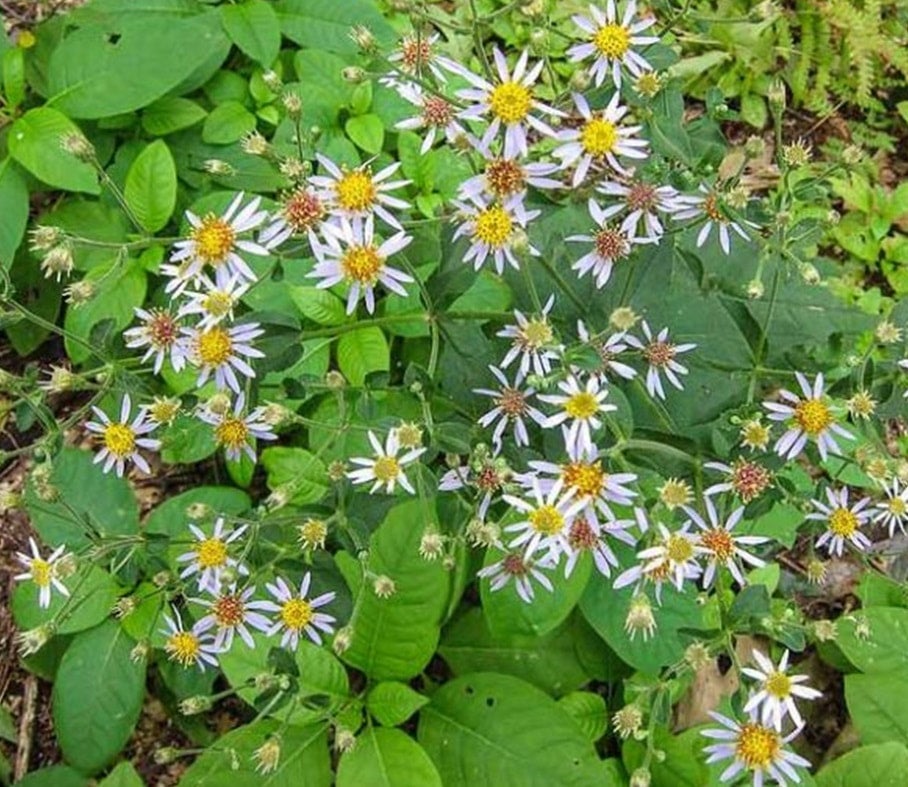 Big Leaved Aster | Michiganense Natives