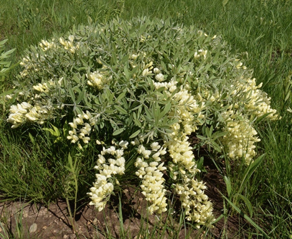 Cream Wild Indigo | Michiganense Natives