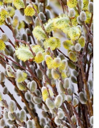 pussy-willow-michiganense-natives