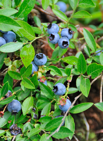 Low Bush Blueberry | Michiganense Natives