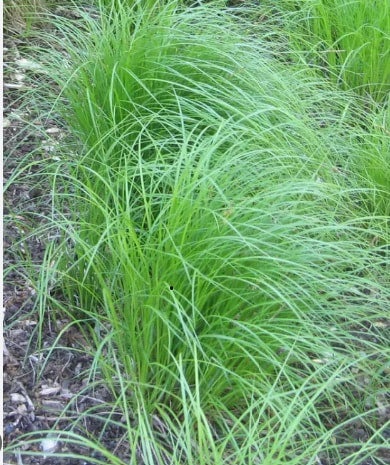 Plains Oval Sedge | Michiganense Natives