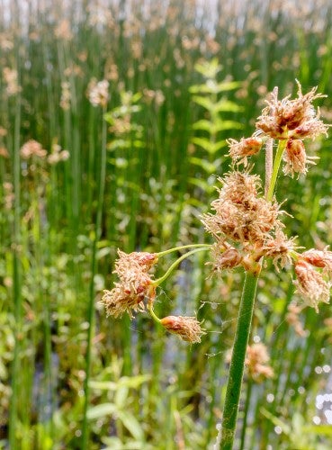Soft Stem Bulrush | Michiganense Natives