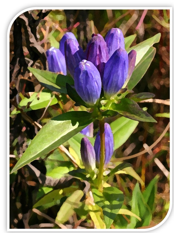 Bottle Gentian Seeds | Michiganense Natives