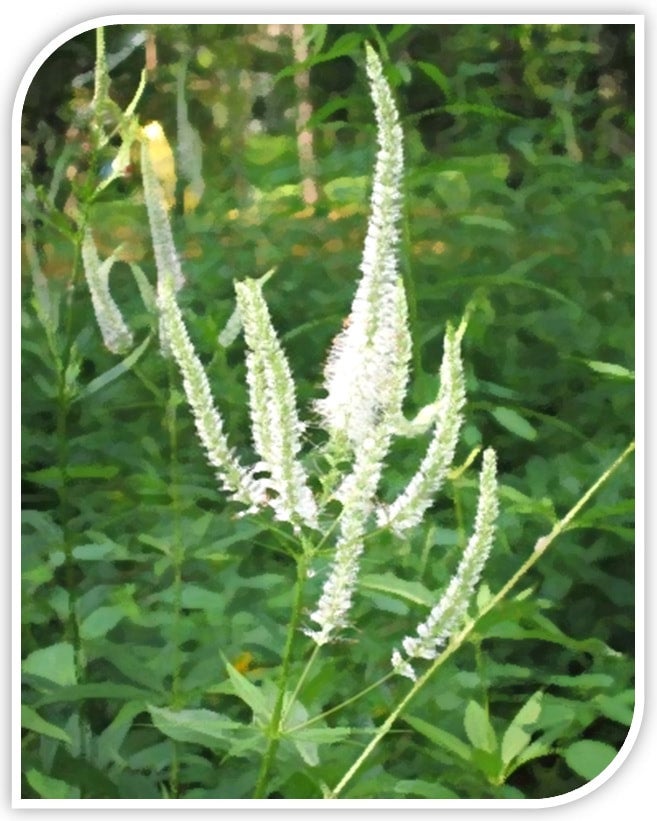 Culvers Root Plug | Michiganense Natives