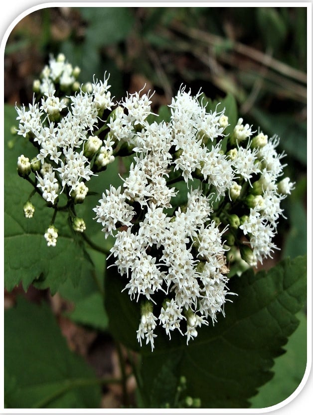 White Snakeroot | Michiganense Natives