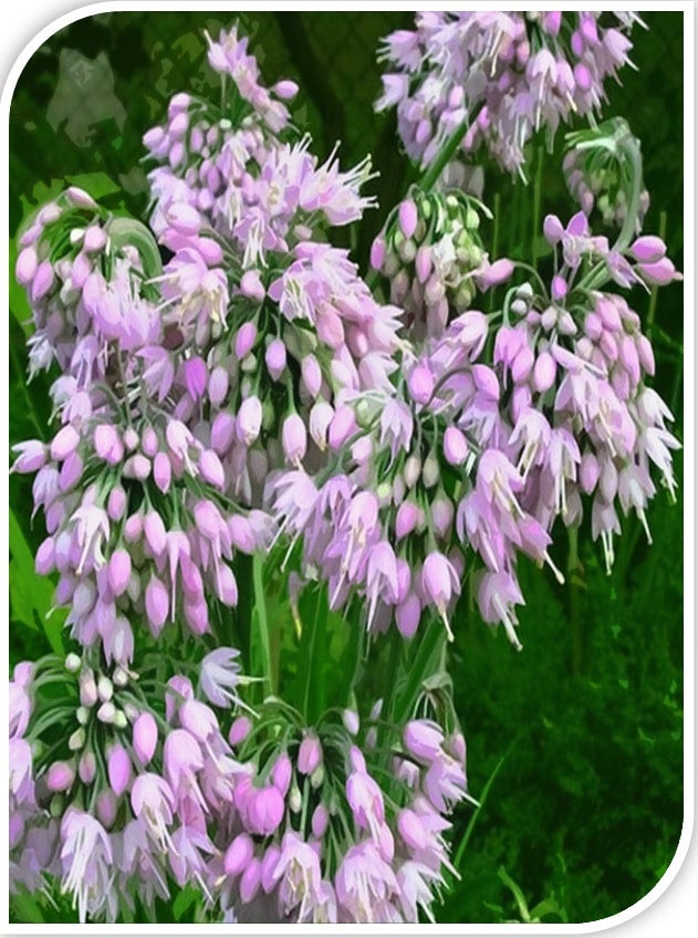 Nodding Wild Onion | Michiganense Natives