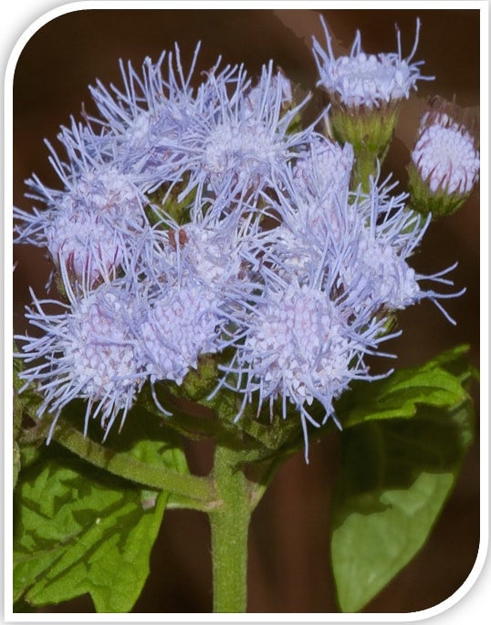 Blue Mistflower Seeds | Michiganense Natives